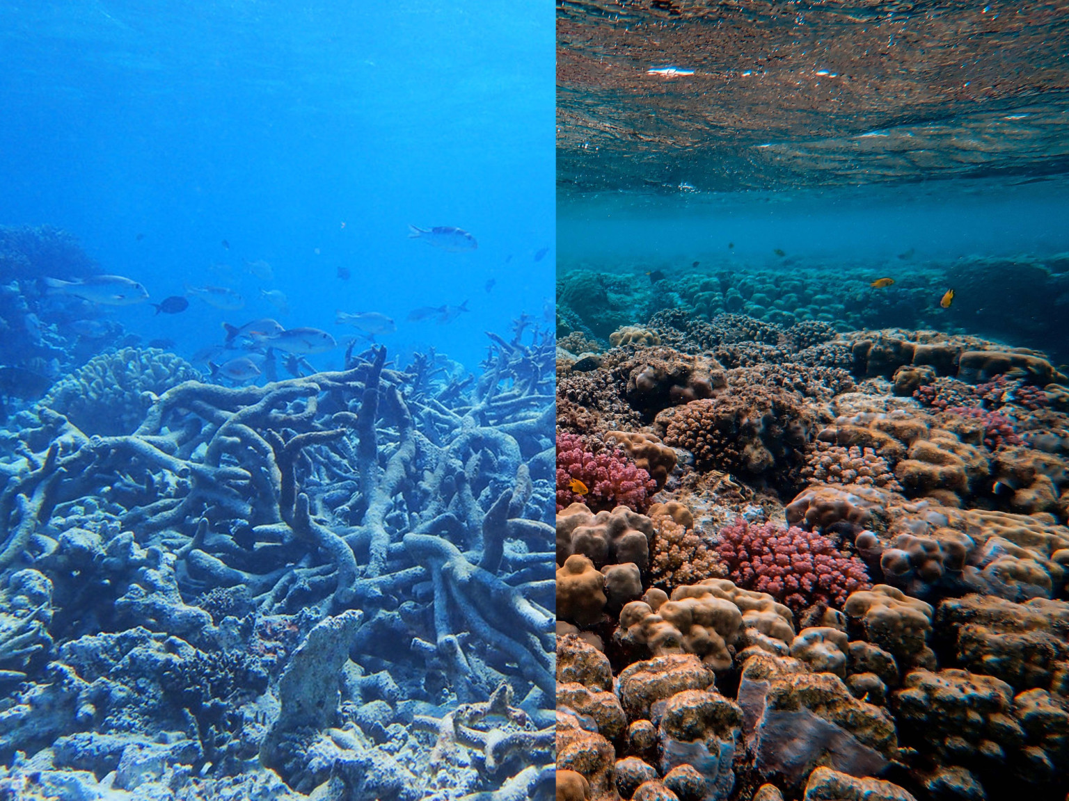 Koraalriffen: een kwetsbaar ecosysteem - Milieudefensie Jong